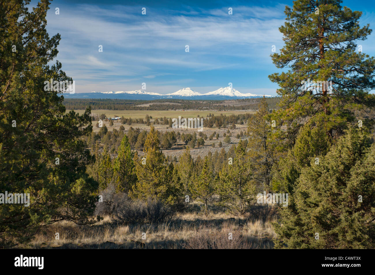 Pines and snowy peaks hi-res stock photography and images - Alamy