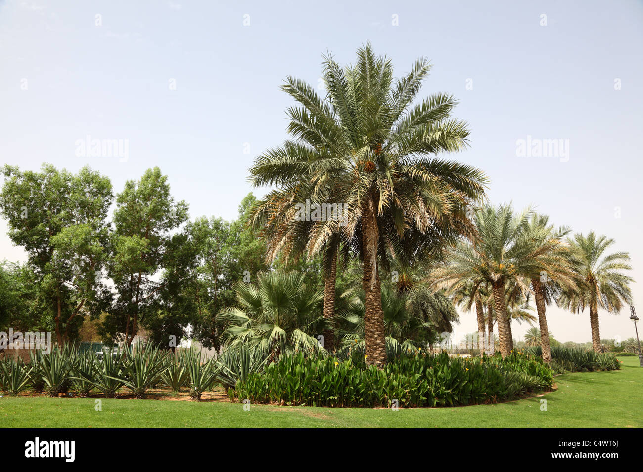 Palm trees al ain hi-res stock photography and images - Alamy
