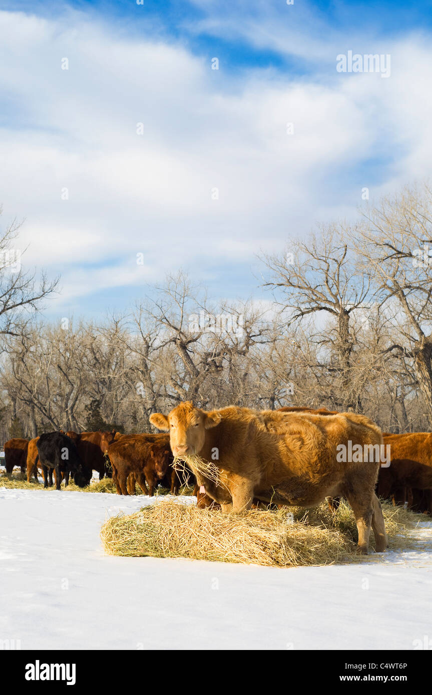 A cow feeds with the herd during a Montana winter Stock Photo - Alamy