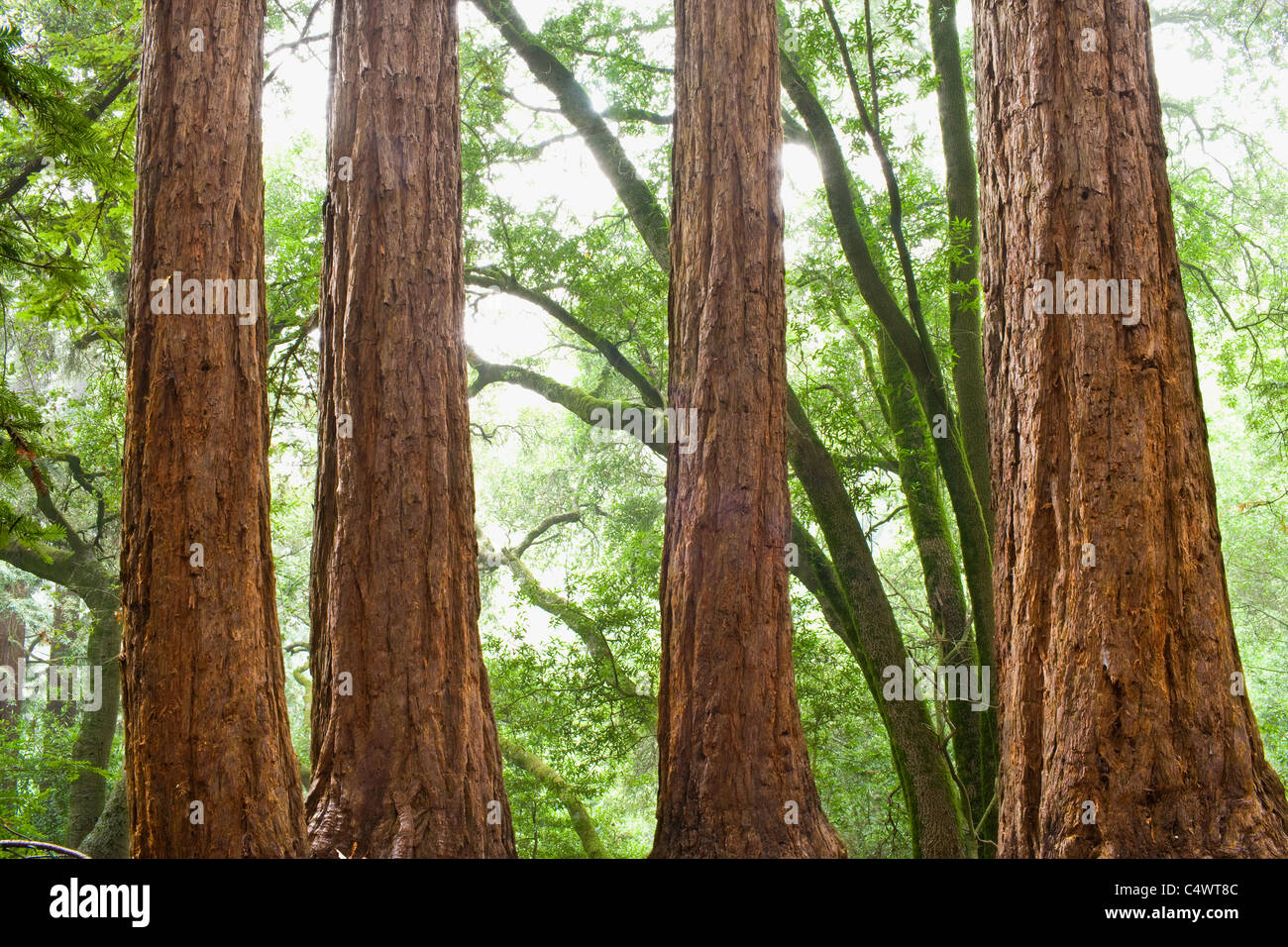 California tree hi-res stock photography and images - Alamy