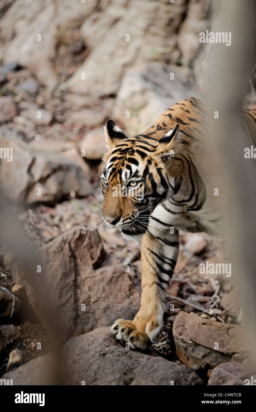 A Bengal Tigress Portrait through the trees while moving in the Wild ...