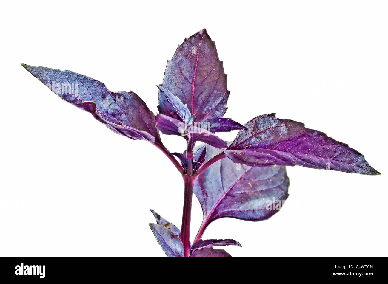 Dark opal basil hi-res stock photography and images - Alamy