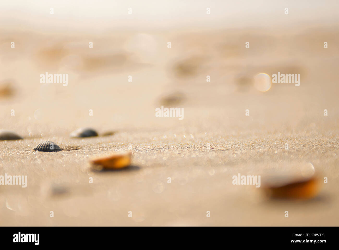 upper view on the shells on a beach with high unsharpness Stock Photo ...