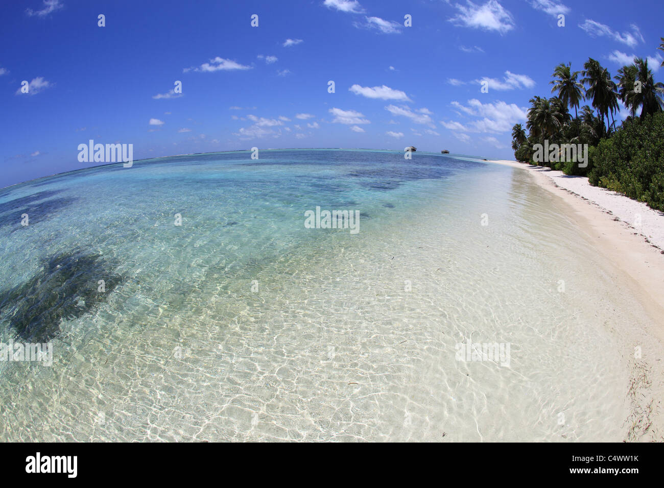 Deserted tropical beach with Coconut palm trees Stock Photo - Alamy