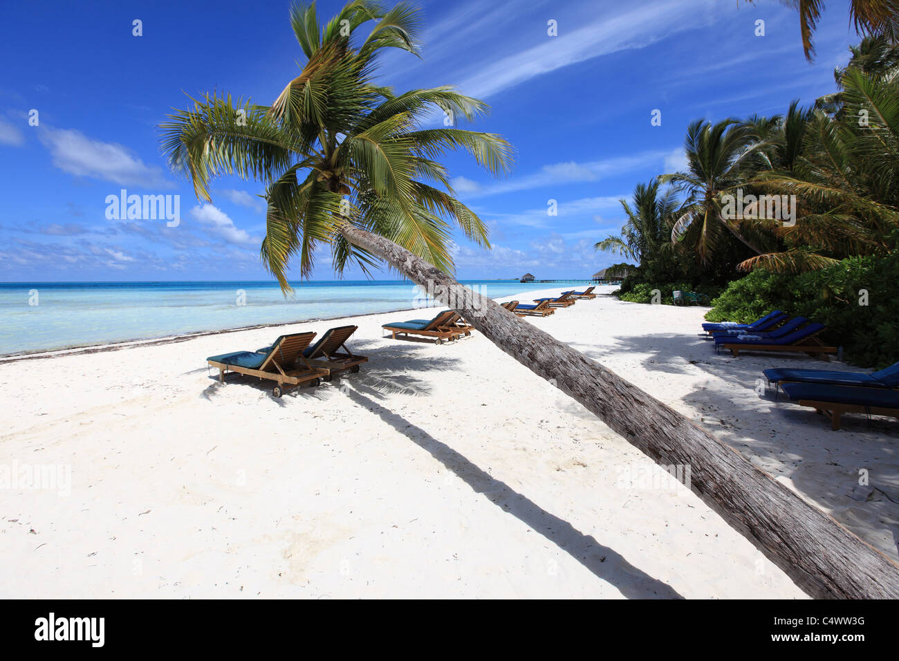 The tree shading hi-res stock photography and images - Alamy
