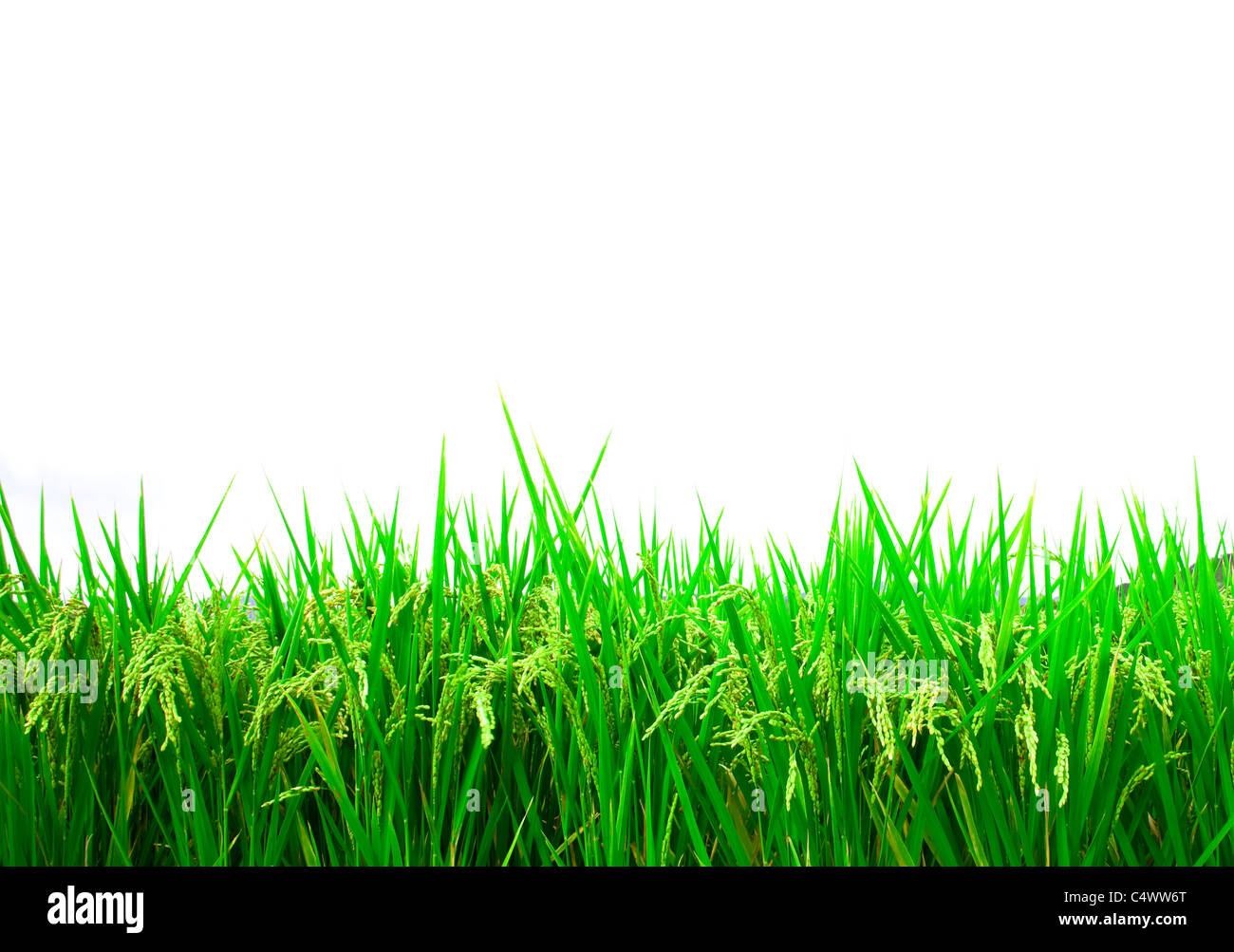 green rice field isolated on white background Stock Photo - Alamy