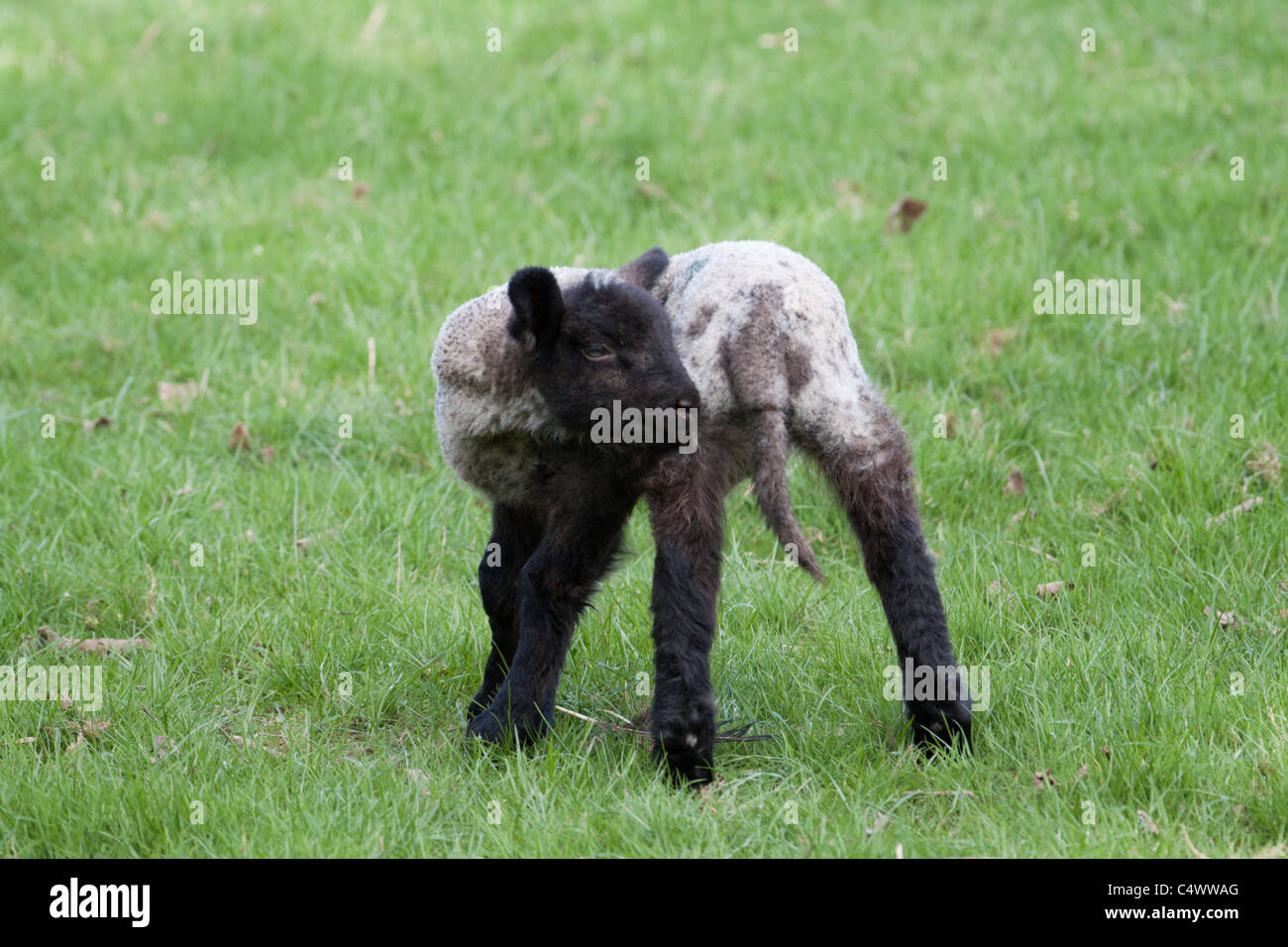 Spring lamb in field looking round Stock Photo - Alamy