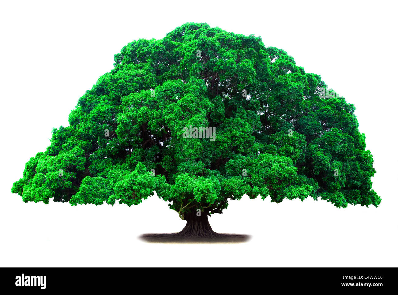 longevity and great old green tree isolated Stock Photo - Alamy
