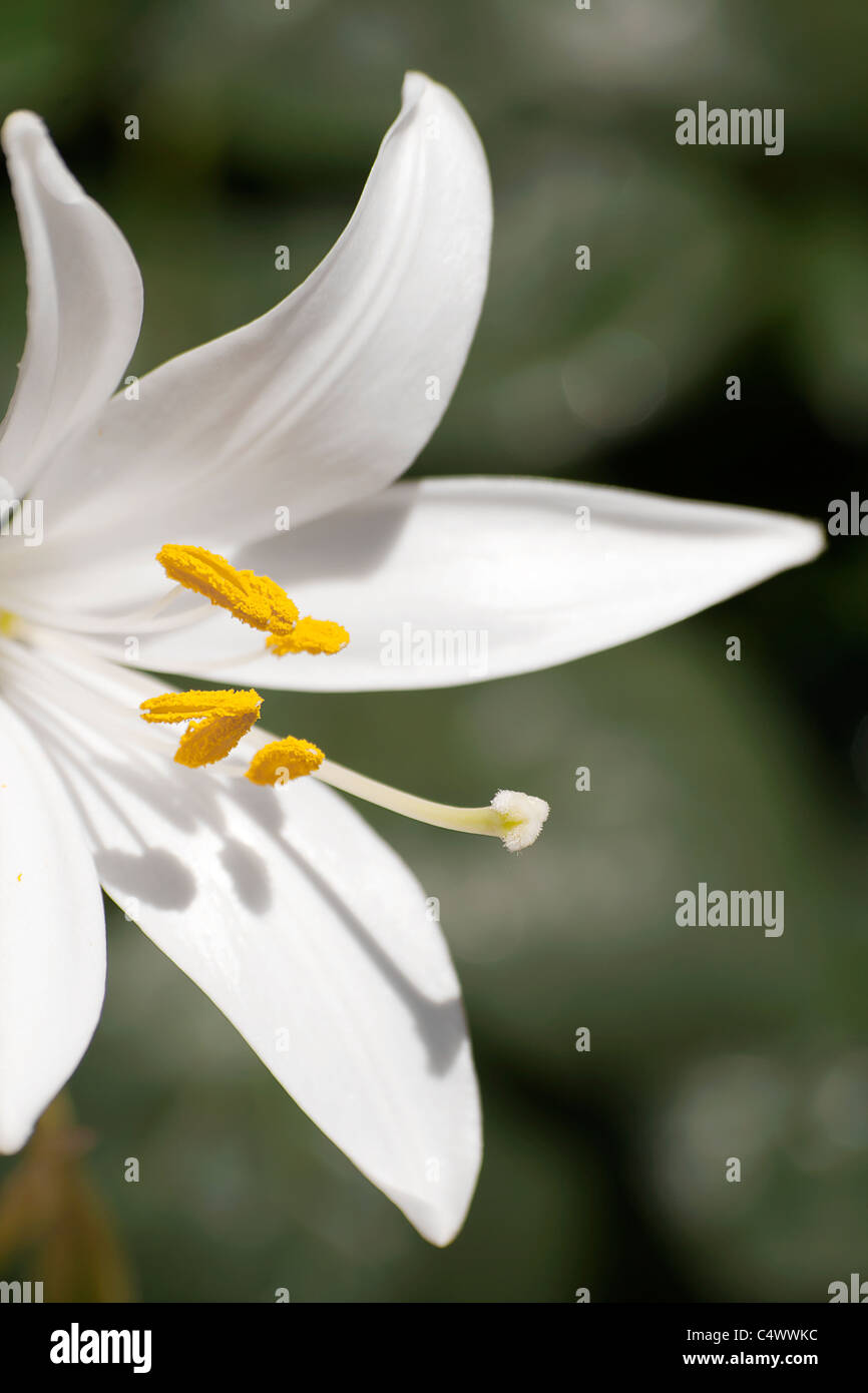 White lily on green nature background Stock Photo - Alamy
