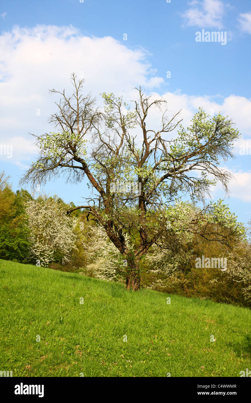 Old apple tree in spring Stock Photo - Alamy