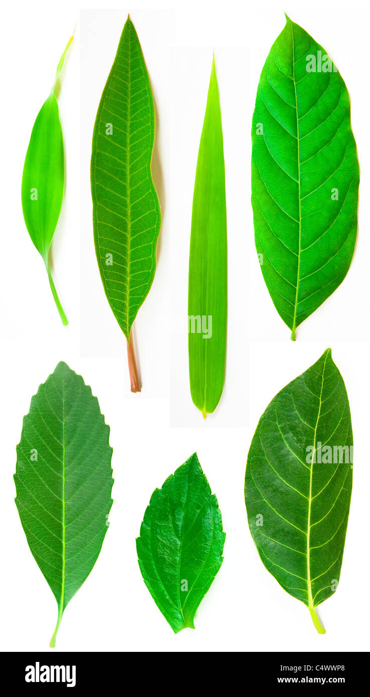 Green seven leaves summer nature collection isolated Stock Photo - Alamy