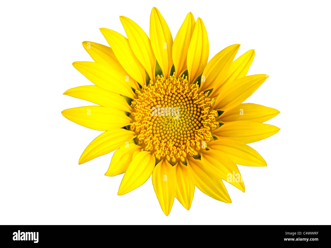 Bright yellow sun flower isolated on white background Stock Photo - Alamy