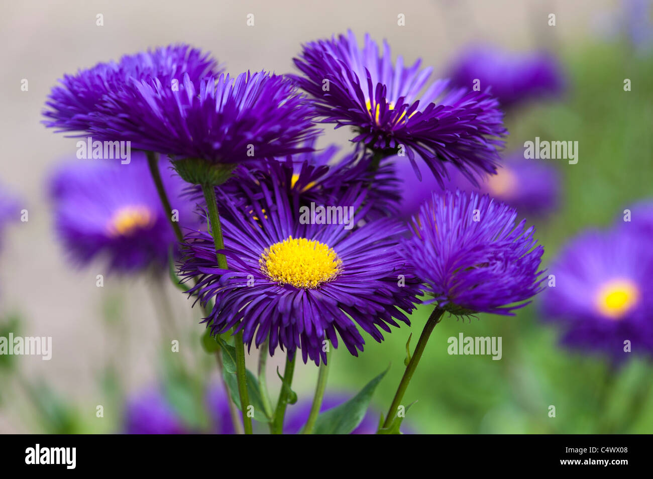 Purple fleabane hi-res stock photography and images - Alamy