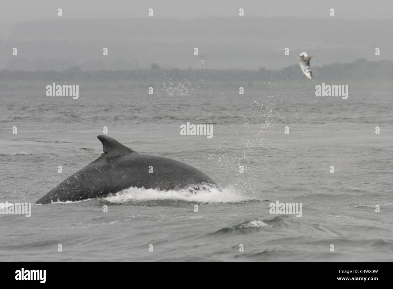Dolphin hunting fish hi-res stock photography and images - Alamy