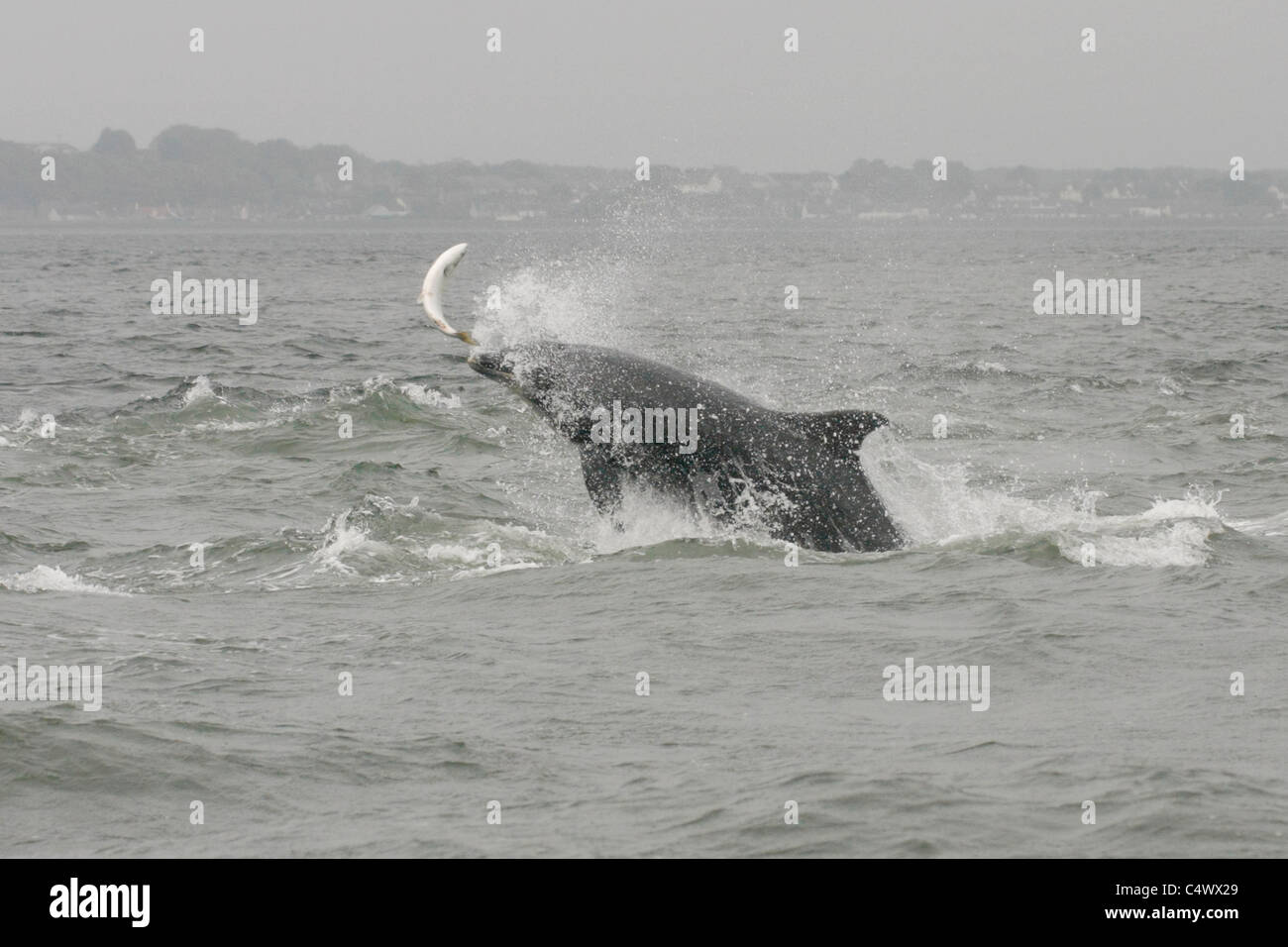 Dolphin hunting fish hi-res stock photography and images - Alamy