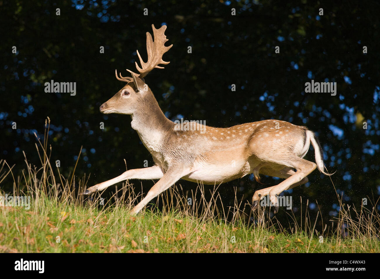 Male (Buck) fallow deer running in rutting season Stock Photo - Alamy