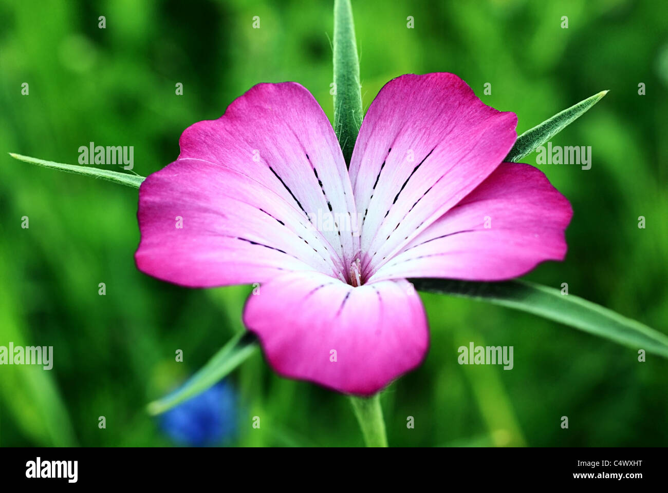 flower of Agrostemma githago L. close up Stock Photo - Alamy