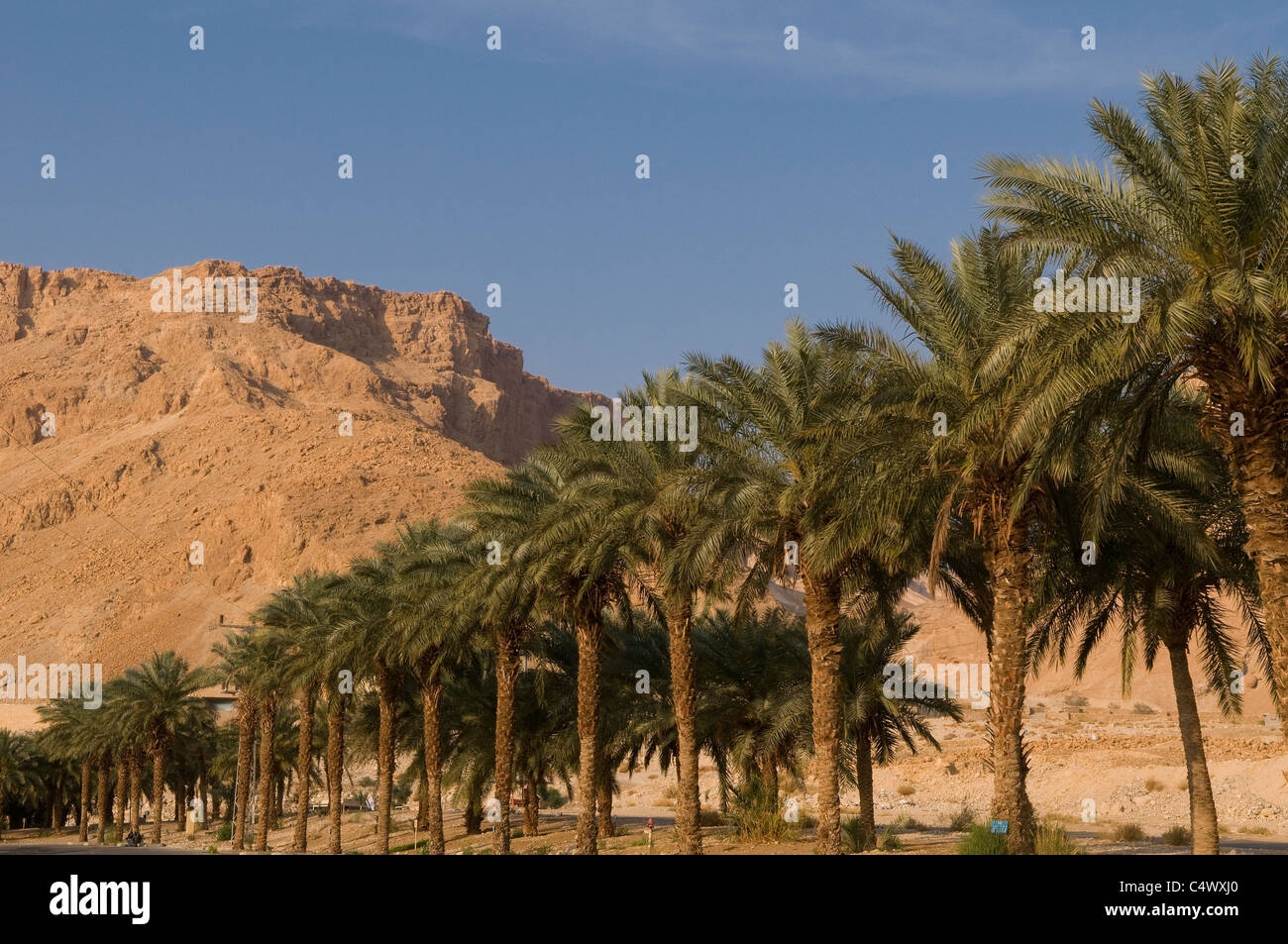 Judean Date Palm High Resolution Stock Photography and Images - Alamy