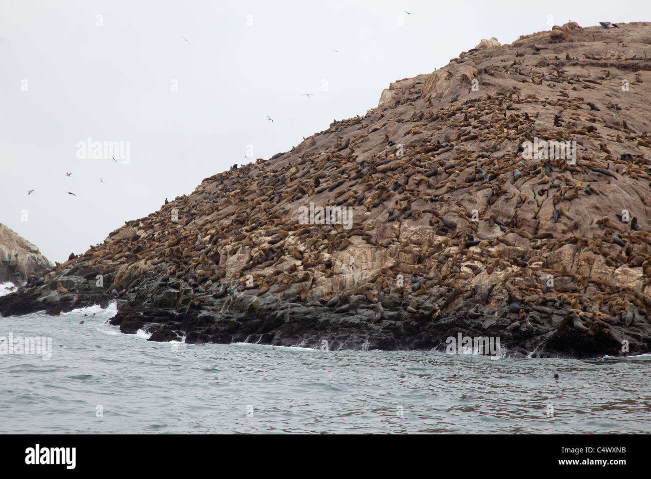 The Palomino islands, off the coast of Lima, Peru Stock Photo - Alamy