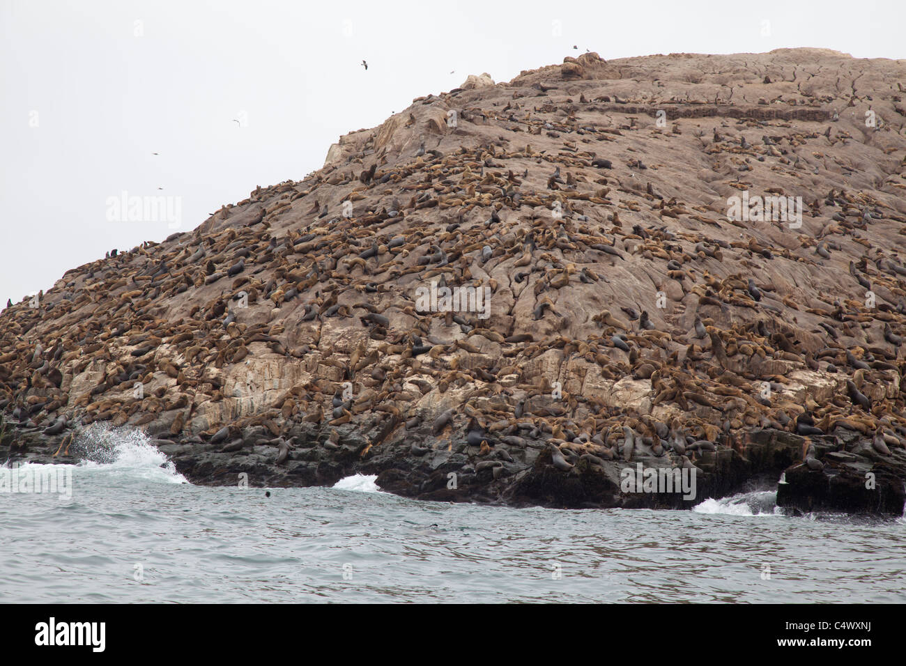 The Palomino islands, off the coast of Lima, Peru Stock Photo - Alamy