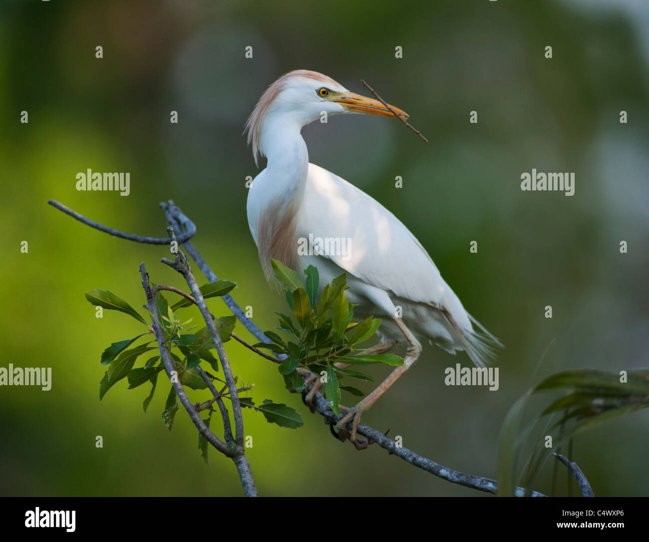 Nest building process hi-res stock photography and images - Alamy