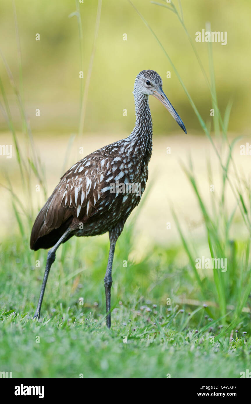 Limpkin, also known as the Crying bird Stock Photo - Alamy