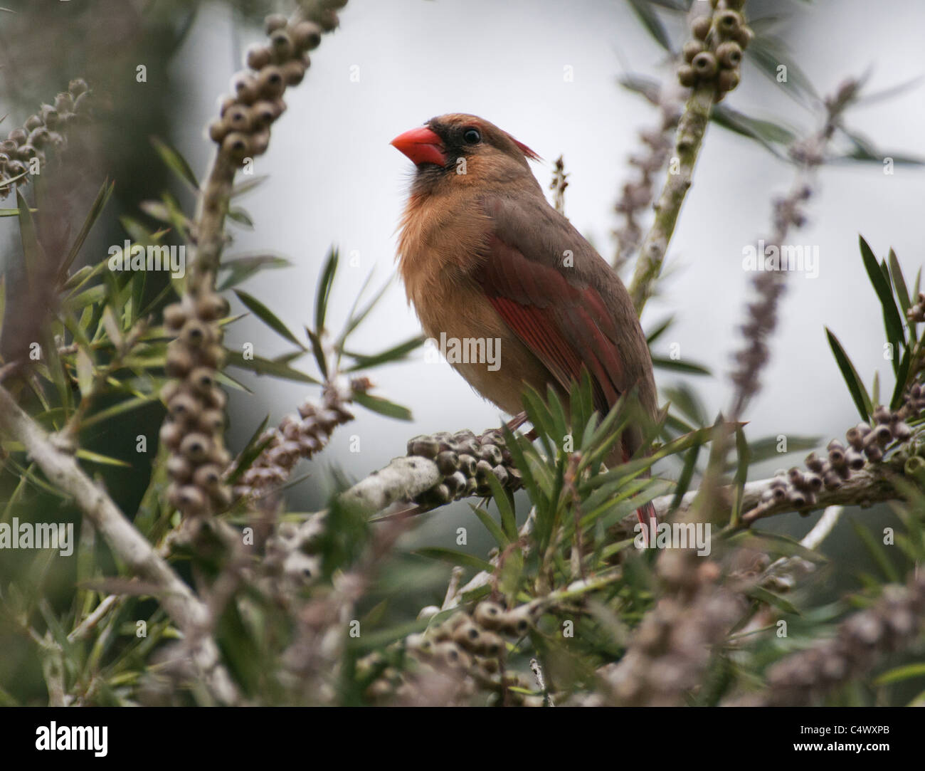 Northern Female Cardinal Stock Photo - Alamy