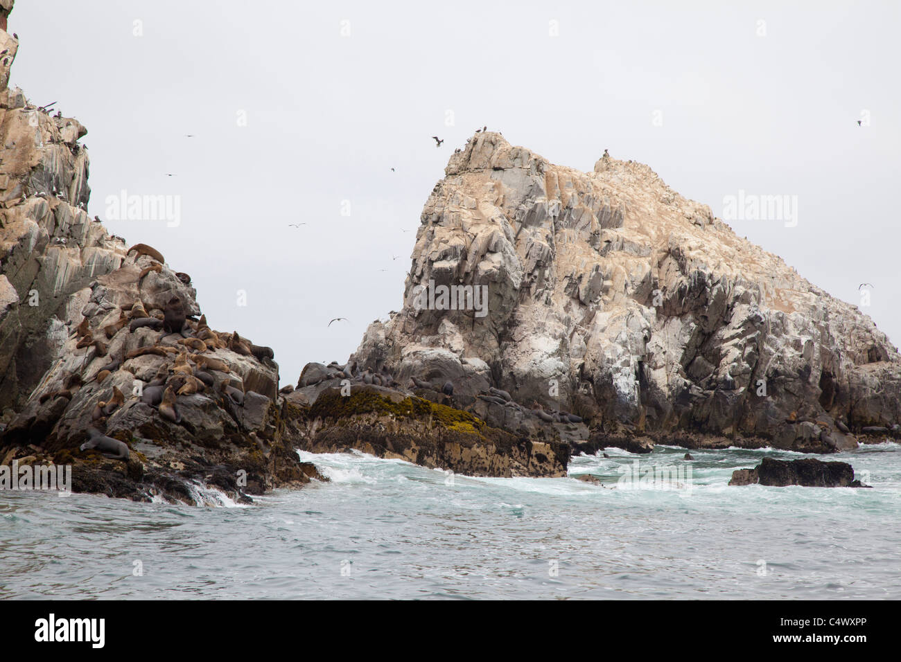 The Palomino islands, off the coast of Lima, Peru Stock Photo - Alamy