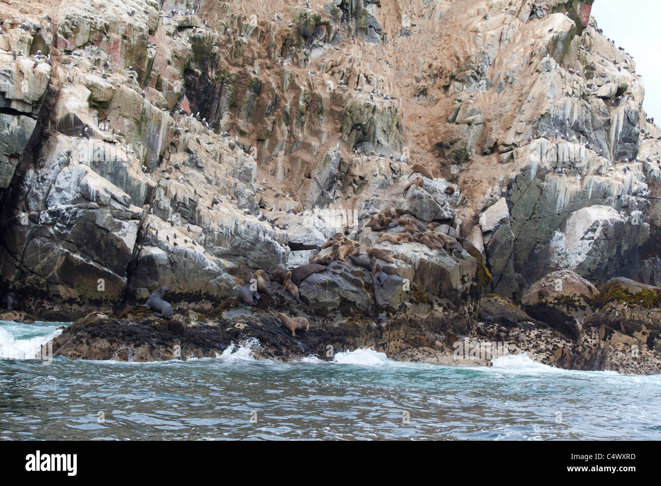 The Palomino islands, off the coast of Lima, Peru Stock Photo - Alamy