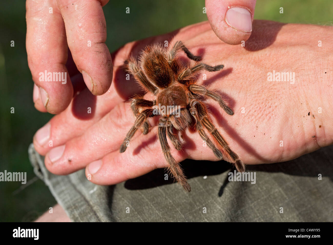 Pet spider hi-res stock photography and images - Alamy