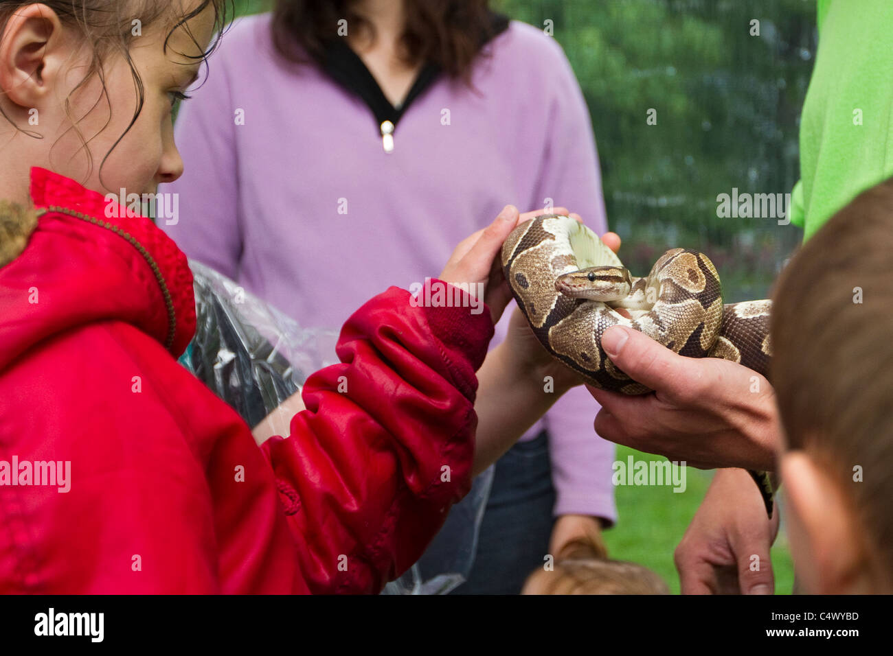 Ball python, Python regius, held by people and touched by young girl ...