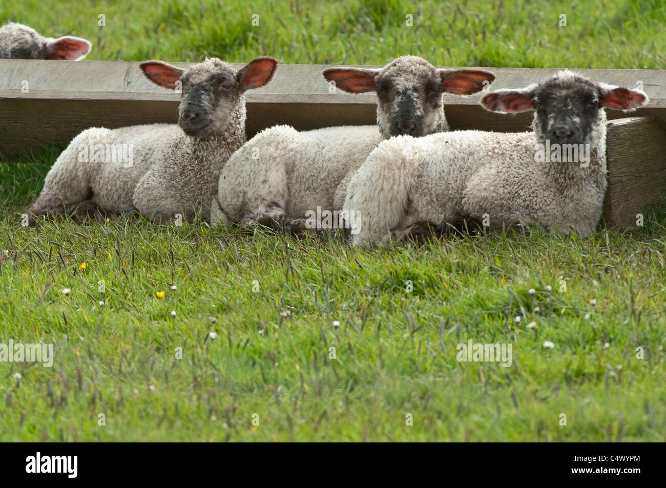 Group of lambs settled for the night pasture Sandwick Shetland ...