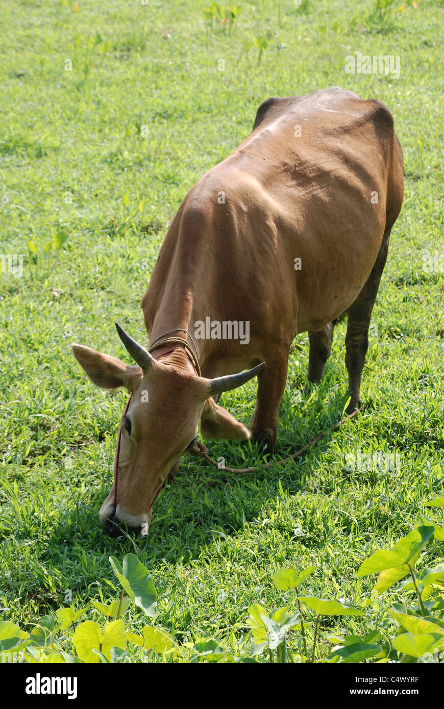 Paddy Field Cow Stock Photos & Paddy Field Cow Stock Images - Alamy