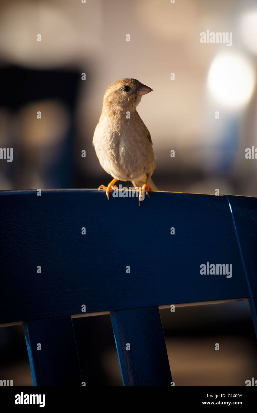 A small bird perched on the back of a chair Stock Photo - Alamy