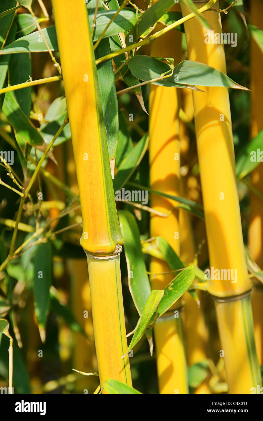 Bambuseae hi-res stock photography and images - Alamy