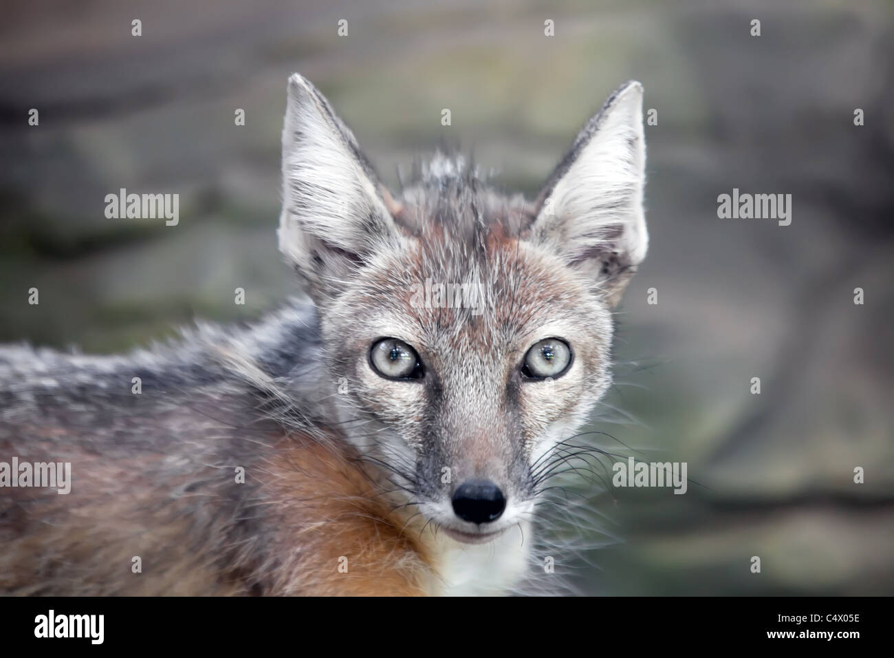Corsac fox hi-res stock photography and images - Alamy