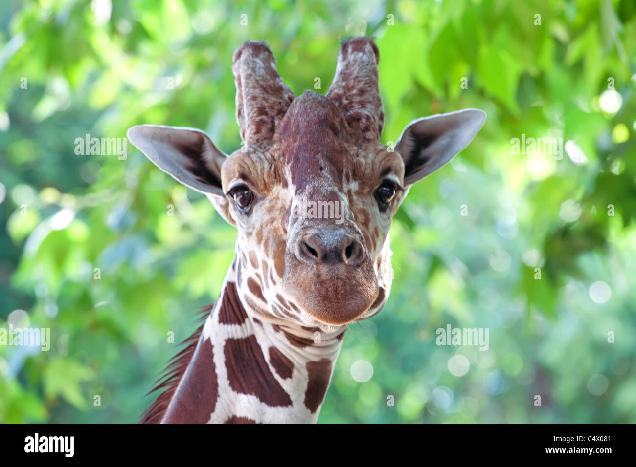 Sad giraffe hi-res stock photography and images - Alamy