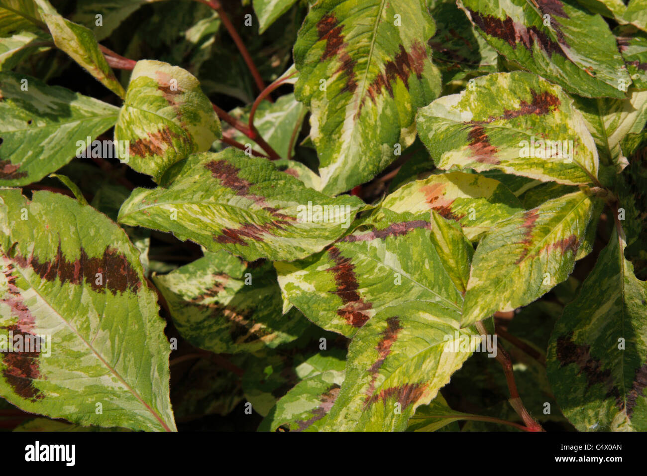 Variegated leaves of Persicaria virginiana 'Painter's Palette' Stock ...