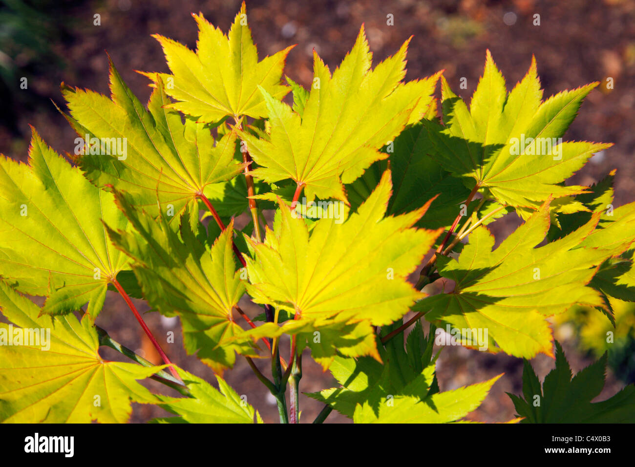 Yellow leaves of tree Acer palmatum 'Aureum' Stock Photo - Alamy