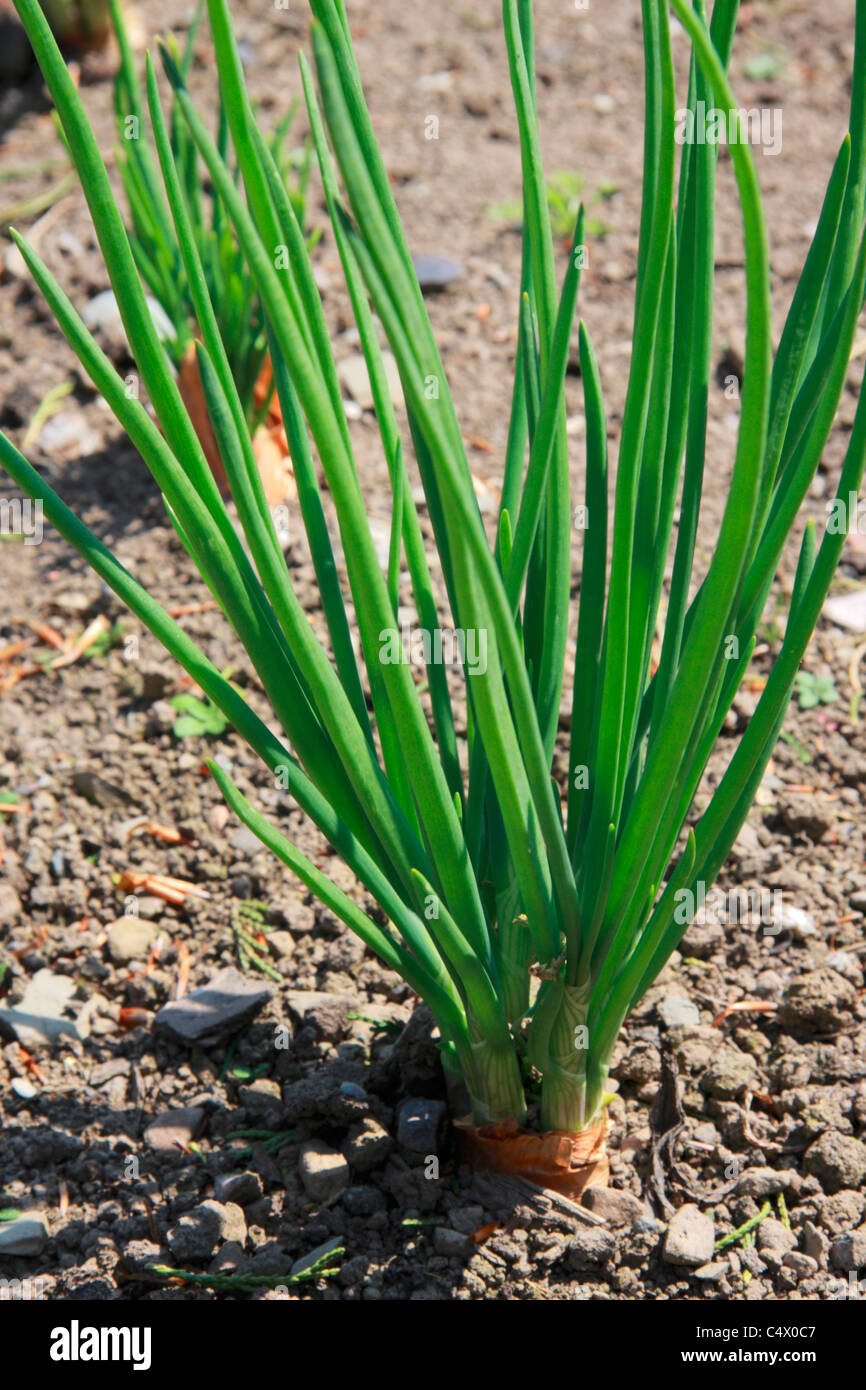 Young shallot hi-res stock photography and images - Alamy