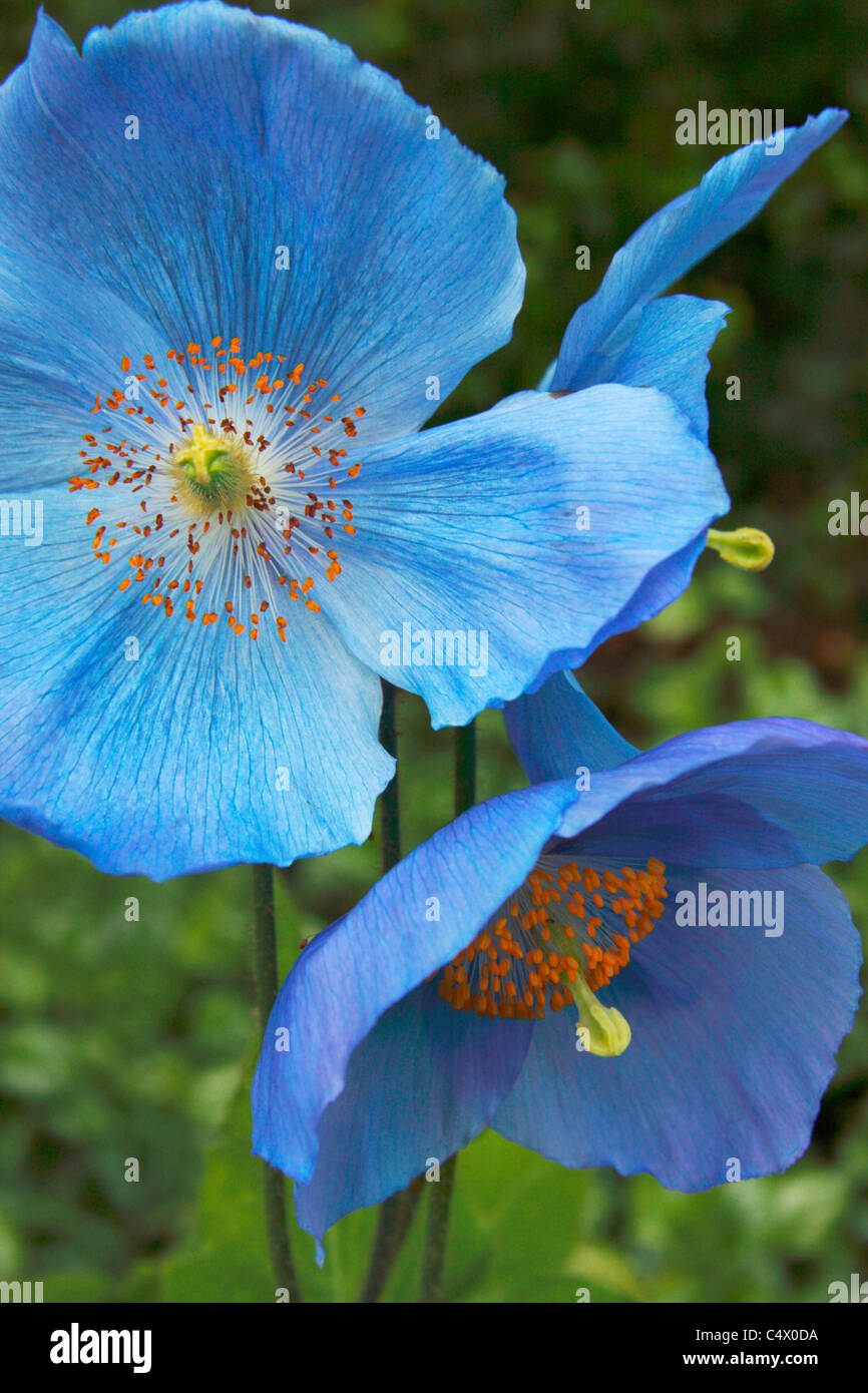 Blue Himalayan Poppies High Resolution Stock Photography and Images - Alamy