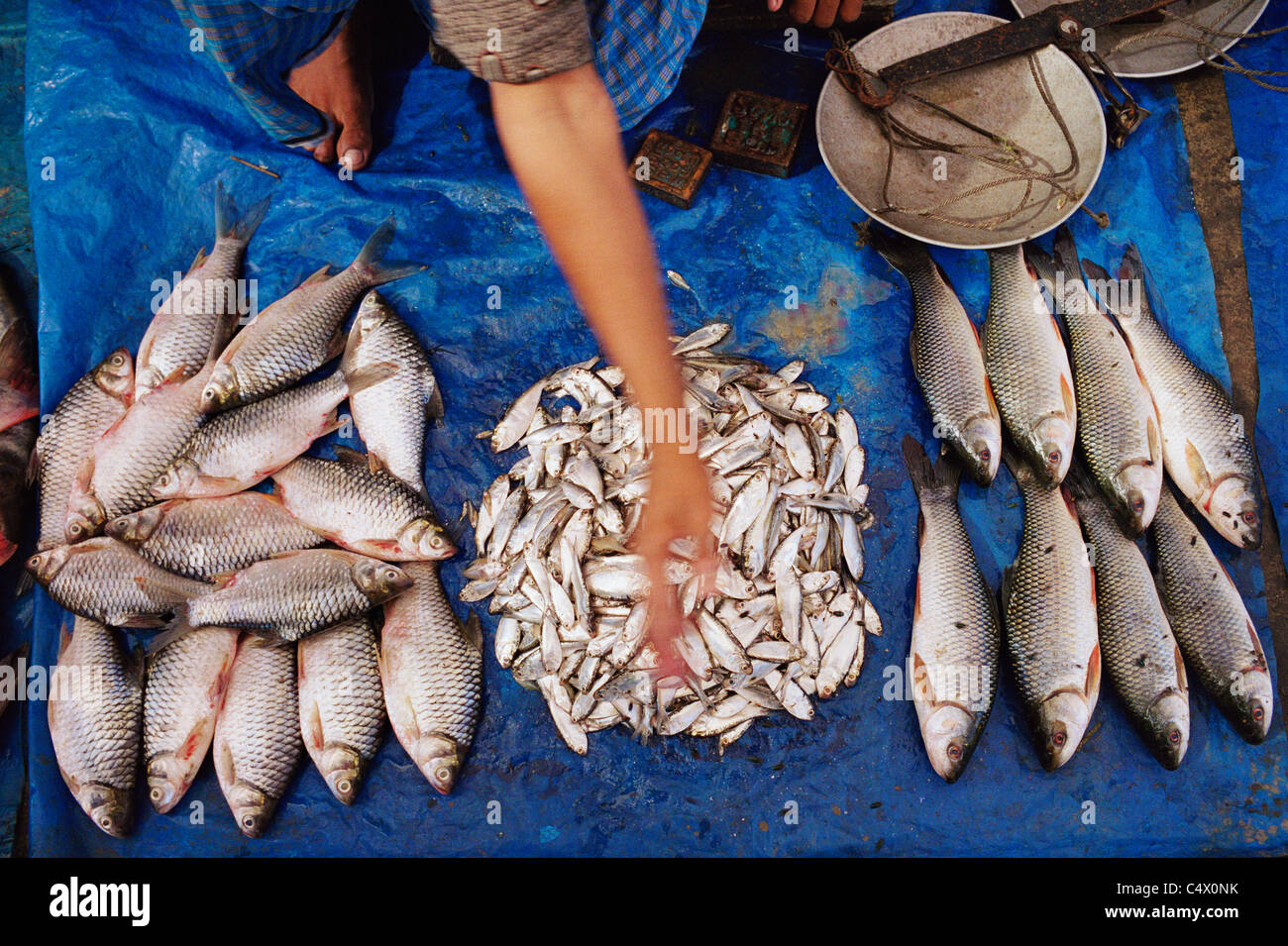 Fish market, Bhatiary, Bangladesh Stock Photo - Alamy