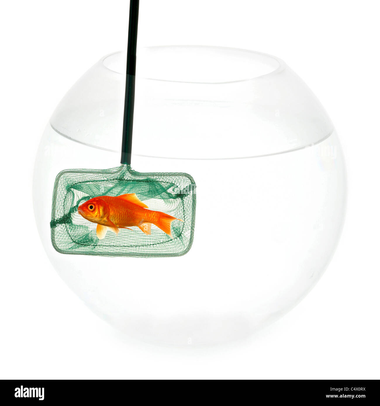 A fish in a fishingnet. Taken on a clean white background Stock Photo ...