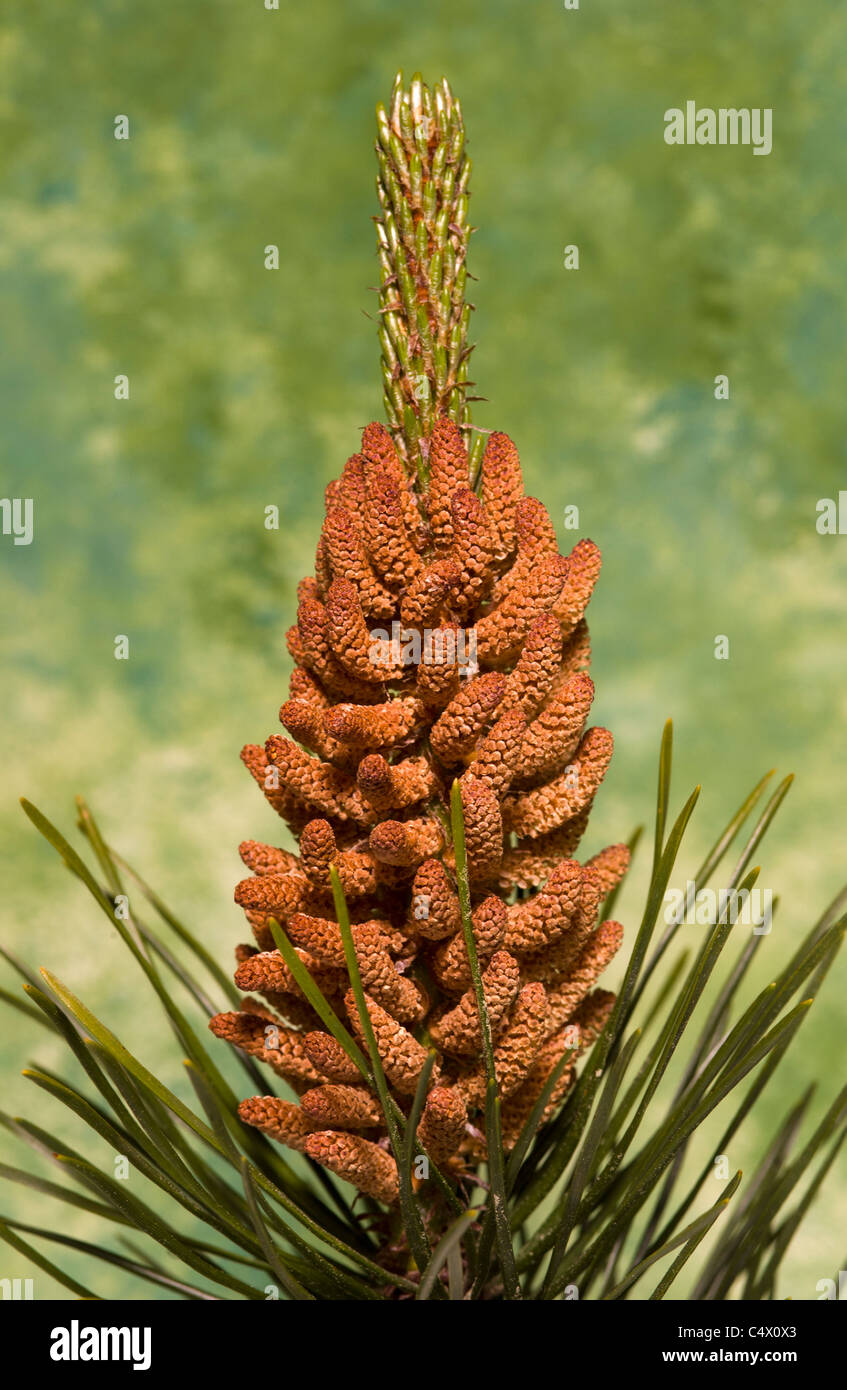 New growth on a Pine tree, Derbyshire, UK Stock Photo - Alamy