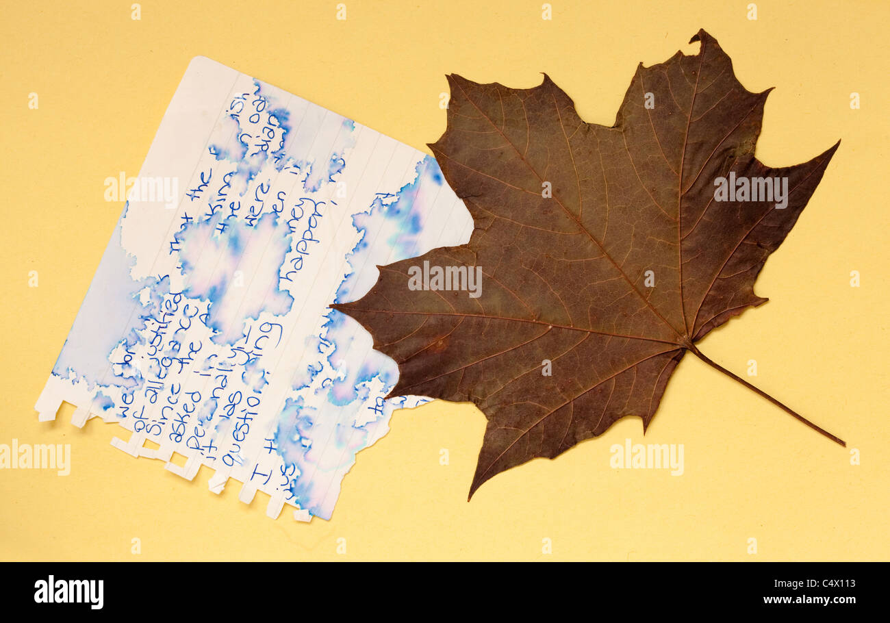 unreadable note and dry maple leaf on yellow background Stock Photo - Alamy