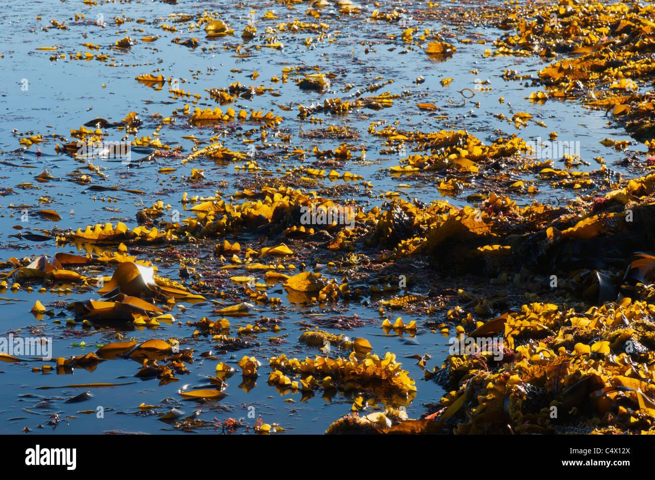 Sunlight on seaweed hi-res stock photography and images - Alamy