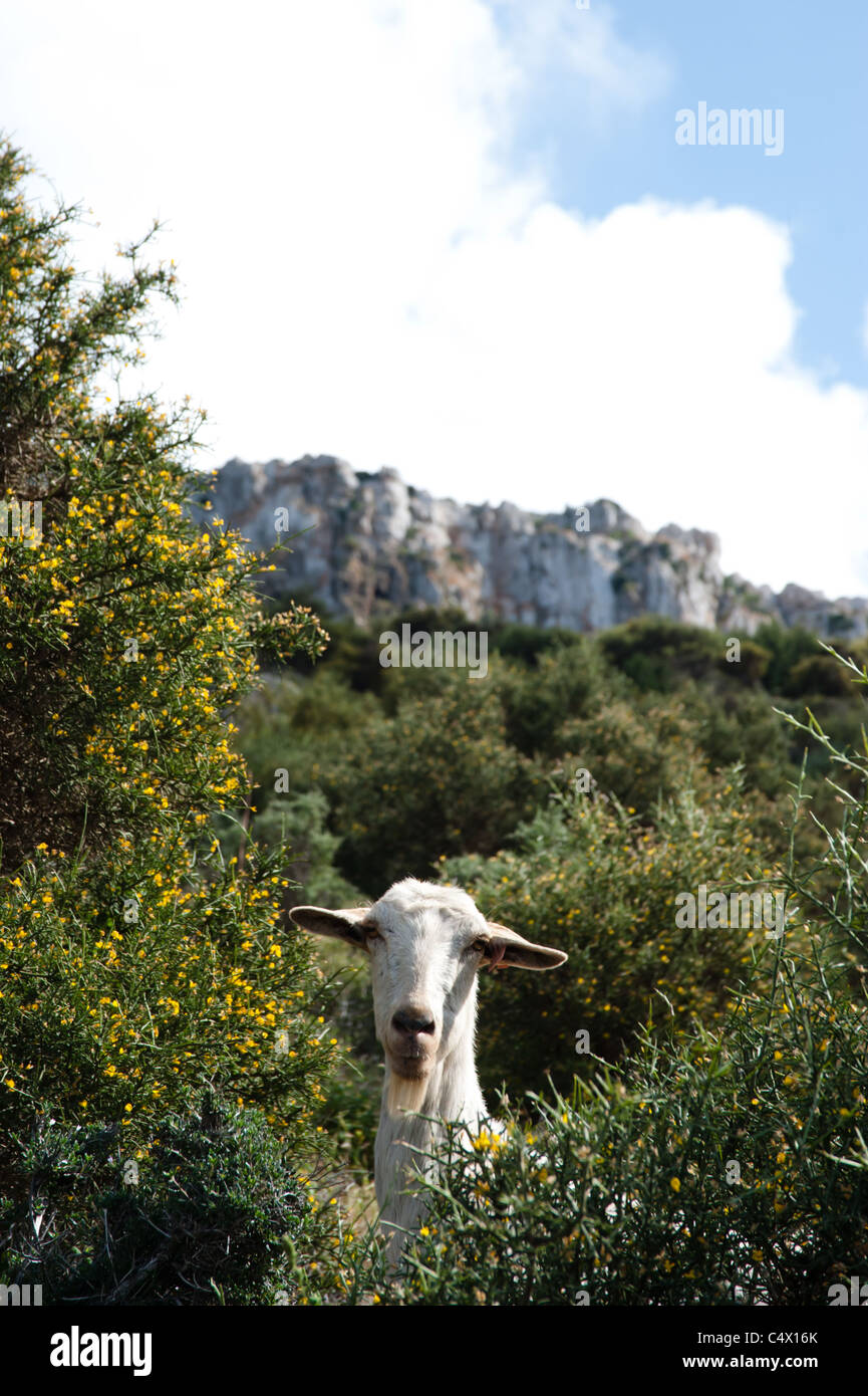 Akamas Trail High Resolution Stock Photography and Images - Alamy