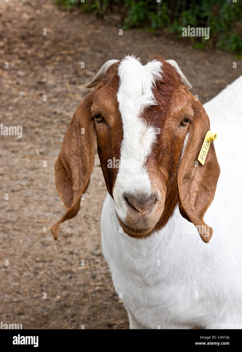 Goat hi-res stock photography and images - Alamy