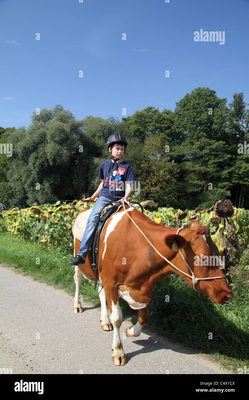Boy cow trekking in the countryside surrounding Hemishofen Stock Photo ...