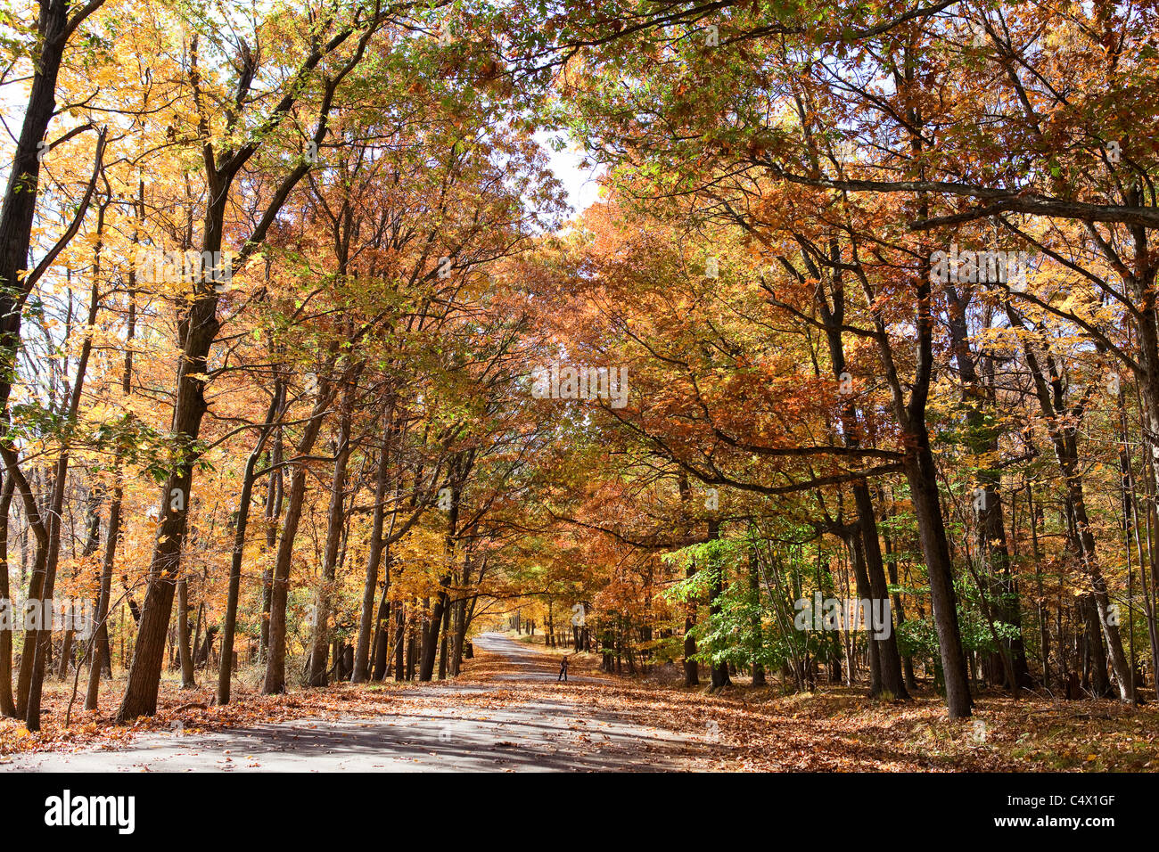 Path through the woods Stock Photo - Alamy
